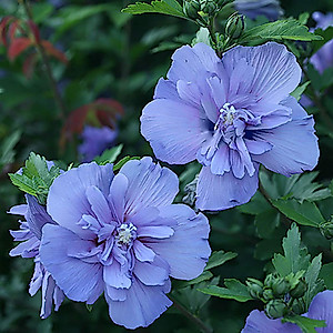 2 Gallon Proven Winners Blue Chiffon Hibiscus
