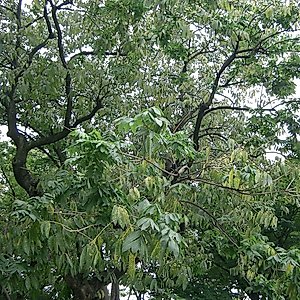 Sapindus Mukorossi Seeds Soapberry, Reetha Fruit Can be Used for Cleaning and Laundry Purposes Ornamental and Shade Tree Patio Outdoor 5Pcs Tree Seeds by YEGAOL Garden