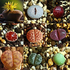 10 Mix Lithops Live Plants Lithops Succulents Plants Live, Living Stones Succulents Plants Live, Large Succulent Plants Bulks