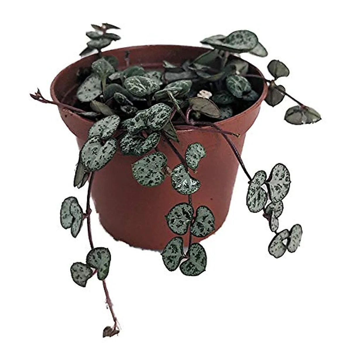 Rosary Vine - Ceropegia woodii - String of Hearts - 2.5" Pot - Collector' Series