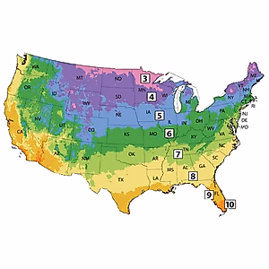 Yellow Lynwood Forsythia - 1 Gallon Established Potted Plant - Forsythia x Intermedia 'Lynwood Variety, Fast Growing Tree, Spring Color, Spring Blooms, Fall Color