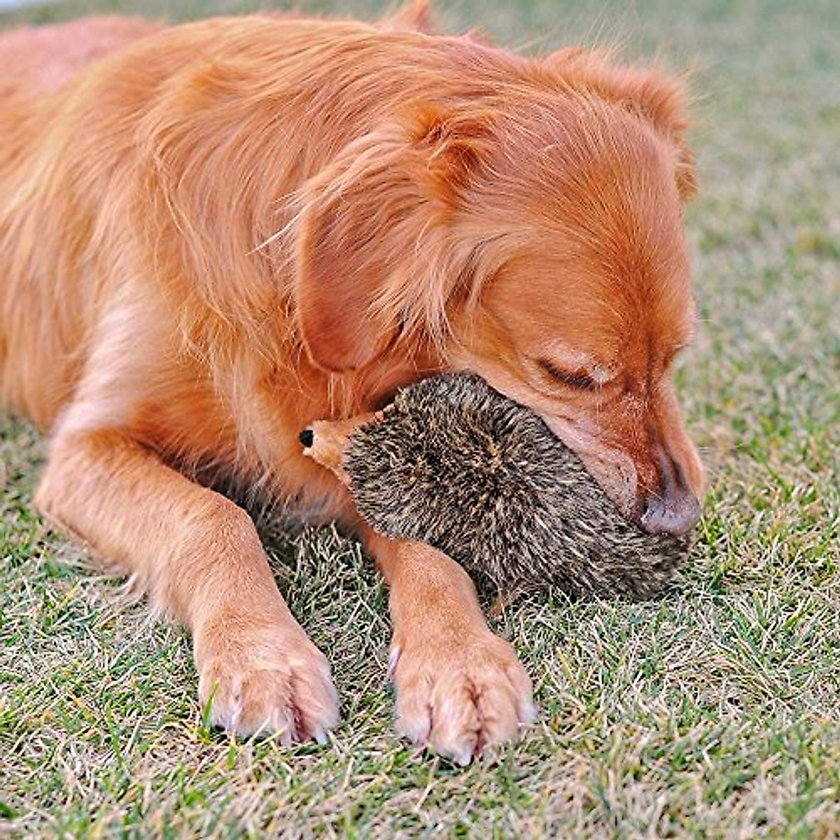 ZippyPaws 12-Inch Hedgehog Squeaky Plush Dog Toy, X-Large for All Breed Sizes