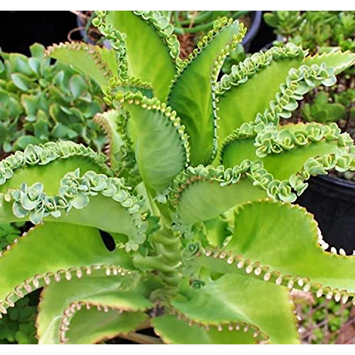 Cozy Garden / 3 Mother of Thousands / Medium Size / Live Plant / Bare Root