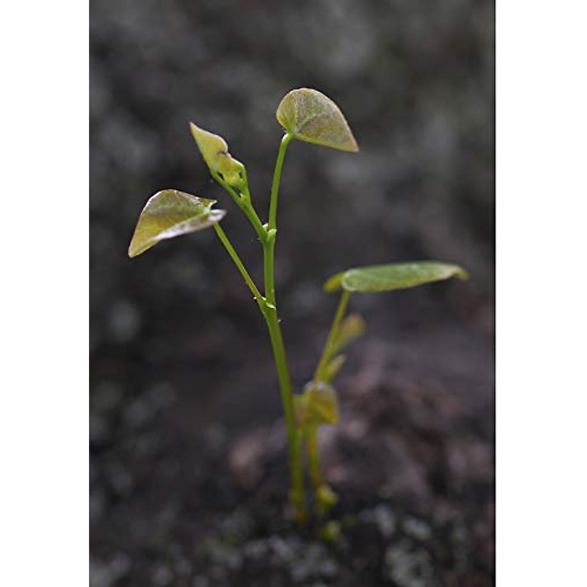 1105-Eastern Redbud Tree (Cercis Canadensis ‎) Seeds by Robsrareandgiantseeds UPC0764425786986 Non-GMO,Organic,USA-Grower,Bonsai, 1105 Package of 25 Seeds