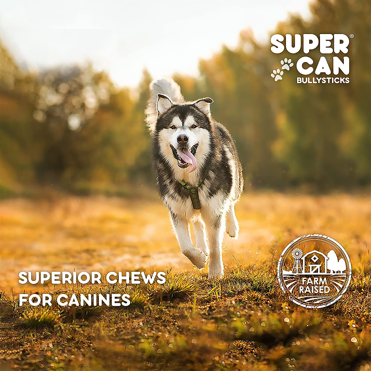 SUPER CAN BULLYSTICKS Pork Lung Bites Dog Treats (12oz) | 100% Natural Chews | High in Vitamin B6, B12, C, Iron, Copper & Zinc | Training Treats for Small Dogs