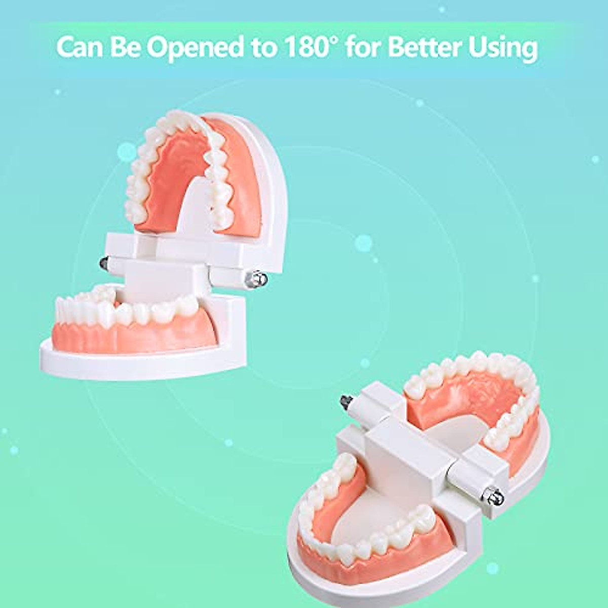 2 Pcs Standard Teeth Model Denture Model Teeth Teaching Model Adult Standard Demonstration Teeth Model with Toothbrush for Kids Teaching Supplies