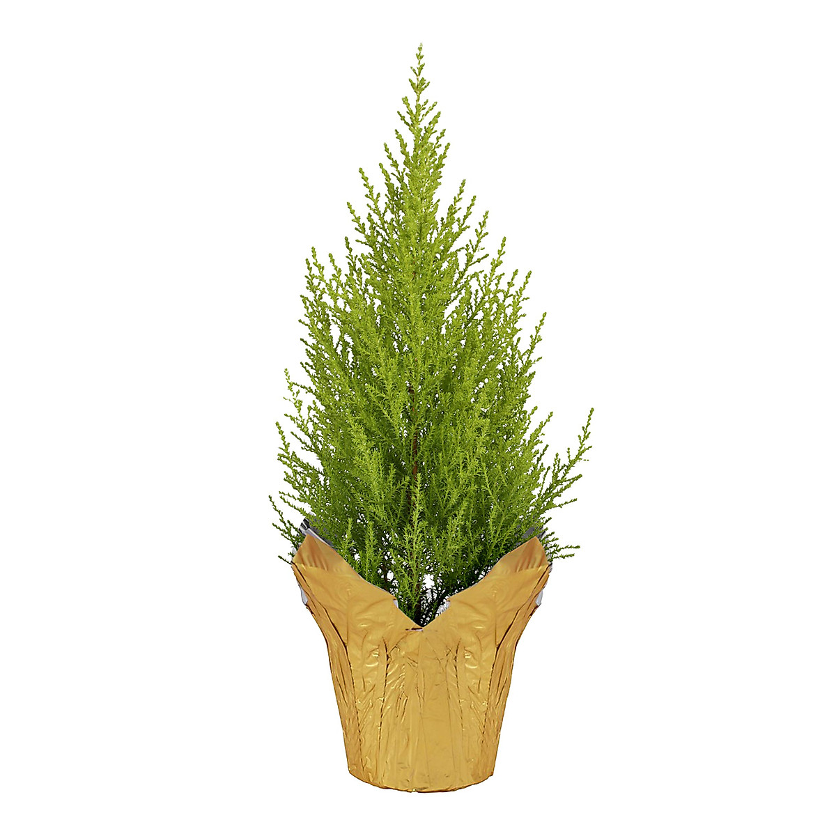 Live Lemon Cypress Tree - Tabletop Decoration - 12" Tall by 5" Wide in Deco Cover