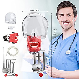 LVCHEN Manikin Simulator Head Lab Training Phantom Head with Typodont Teeth Model Fixed on Desk 1:1 High Emulation 360-Degree Adjustable for Dental Schools Education Practical Demonstration