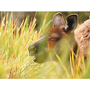 Nikon digital camera COOLPIX P610 (Black) P610BK [Camera]