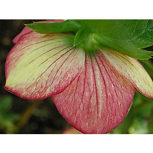 Perennial Farm Marketplace (Helleborus W.J. 'Apricot Blush') Perennial, 1 Quart, Peachy Yellow Flowers with Rose-Pink Veins