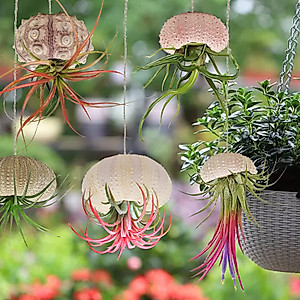 5 Pack Mini Sea Urchin Shell Hanging Pot-Air Plant Holder Hanging Decorative Cute Tillandsia Succulent Display Container with Rustic Ropes for Home Garden Beach Theme Party Wall Indoor Outdoor Decors