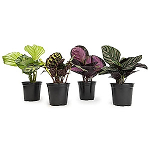 Calathea Prayer Plants Live House Plants Kit (4 PK), Calathea Plant Live Indoor Plants Live Houseplants, Live House Plants Indoors Live Plants Indoor, Live Indoor House Plants Live by Plants for Pets
