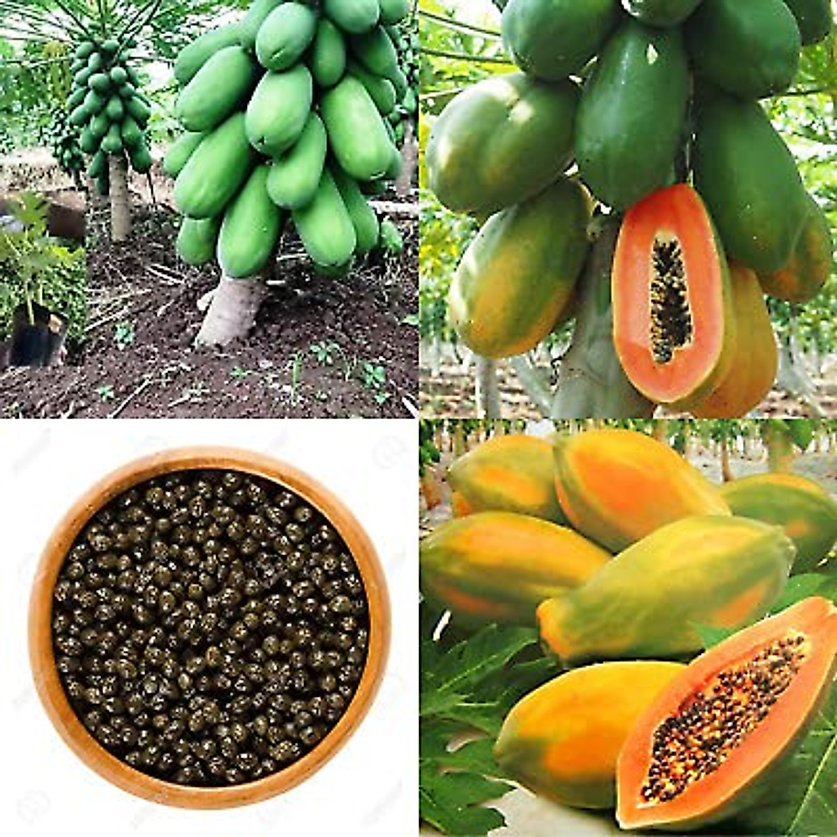 25+ Waimanalo Dwarf Papaya Fruit Seeds for Planting - Very Fresh, Rare, Organic, Tropical Seeds for Home Gardeners - High Yielding, Fast-Maturing and Sweet Flavor - Compact Size for Small Spaces