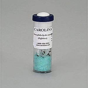 Carolina Biological Supply Company Drosophila, Living, Species D. hydei Sturtevant