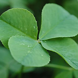 YEGAOL Garden 25Pcs Four Leaf Clover Seeds Ornamental Easy to Grow Ground Cover Indoor Outdoor Potted Garden Plant Grass Seeds