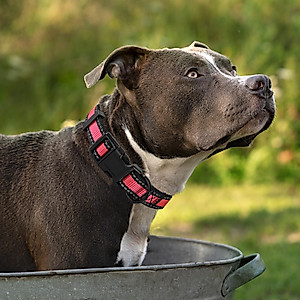 Mile High Life Night Reflective Double Adjustable Band Nylon Small Puppy Pet Dog Combo Collar Leash and Harness Set (Reflective Edge Red, Small (Pack of 3))