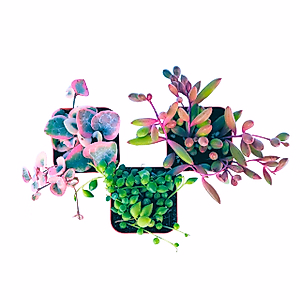 Succulents Plants Live (3-Pack) 2" Hanging Plants Starter Pack, Live Succulent Plants Fully Rooted in Planter Pots with Succulent Soil Mix by The Succulent Cult (3 Pack)