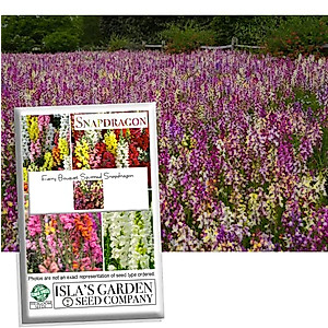 Fairy Bouquet "Spurred" Snapdragon Flowers for Planting, 2000+ Seeds Per Packet, (Isla's Garden Seeds), Non GMO & Heirloom Seeds, Great Flower Garden Gift
