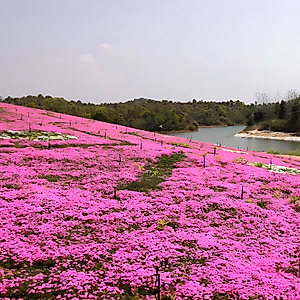 3000+ Mix Creeping Thyme Seeds Ground Cover for Planting - 6 Colours Individually Packed Thymus Serpyllum Heirloom Blue, Purple, White, Red, Green, Yellow Beautiful Perennial Flower