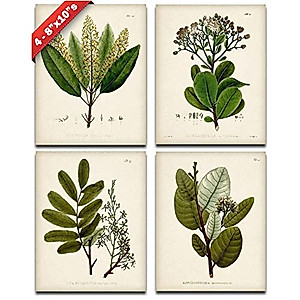 Green Botanical Prints - Set of Four Rustic Wall Art, Vintage, Farmhouse Prints (8x10) Unframed - Green Kitchen Decor, Dinning Room Decor Old Fern Nature Print, Dark Naturalism Decor