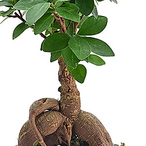 Arcadia Garden Products LV52 Ginseng Ficus Bonsai Live Indoor Plant in Speckled Splash Ceramic Planter for Home, Work, or Gift, Black