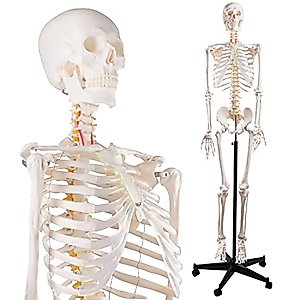 NLShan Human Skeleton Model for Anatomy -Life Size Anatomical Skeleton Medical Model with Nervous System 70.8 in with Rolling Stand for Study and Display Colorful Posters