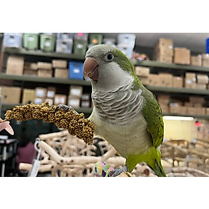 Birds LOVE Economy & Thin Special Spray Millet GMO-Free (No Stems Only Edible Tops) for Birds Cockatiel Lovebird Parakeet Finch Canary All Parrots Healthy Treat - 7oz