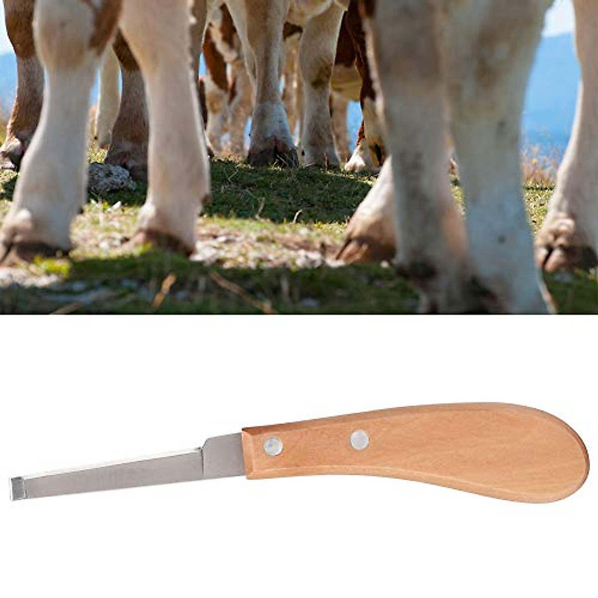 Vensans Straight Blade Shape Carbon Steel Hoof Knife, Trimming Tool for Cattle Horse Use(Right Hand)
