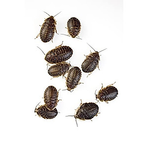 Live Dubia Roaches - 200 Medium Sized (3/8" to 3/4") Dubia Cockroaches - Living Pet Food for Reptiles, Amphibians, Rodents, Birds, Bearded Dragons, Leopard Geckos, Frogs, Tarantulas, Chameleons