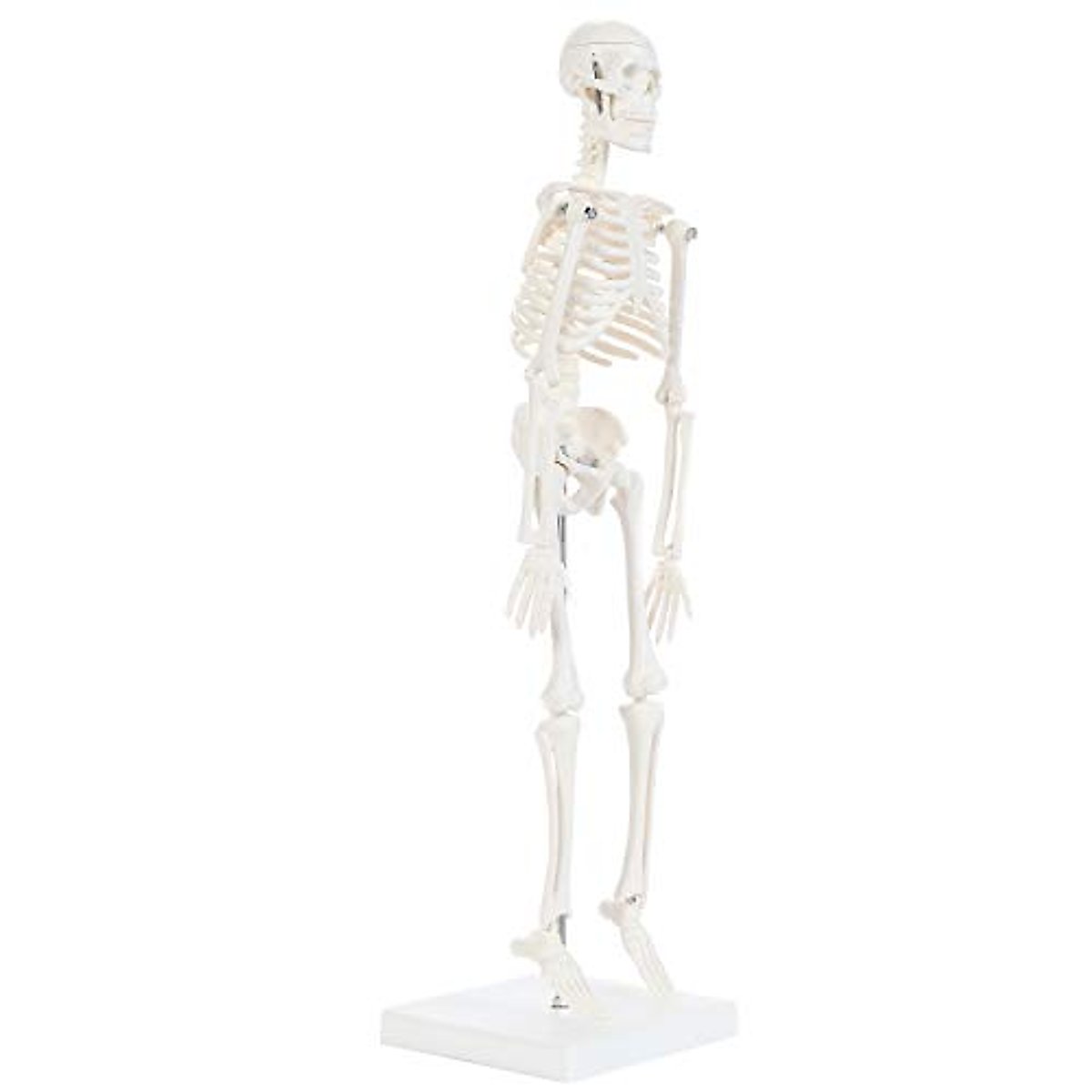 Anatomy Lab Human Skeleton Model, 19" Desktop Skeleton Has Movable Arms and Legs, Details Basic Human Skeletal System with Display Stand