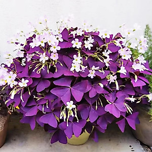 12+ Bulbs Purple Shamrocks Oxalis Triangularis Lucky Lovely Flowers Bulbs Grows for Planting Indoors or Outdoors