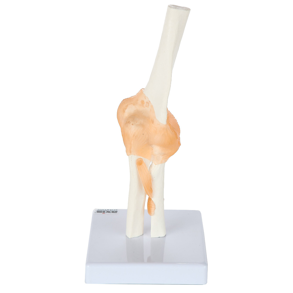 Axis Scientific Flexible Elbow Model, Life-Size Flexible Elbow Joint with Realistic and Soft Ligament Anatomy, Includes Base for Display and Interaction, Detailed Product Manual