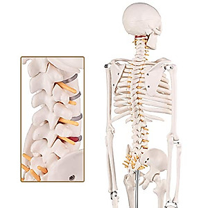 Mini Human Skeleton Anatomy Model - Science Classroom Skeleton Model Tool, Teaching and Learning Aids - 1/2 Life Size