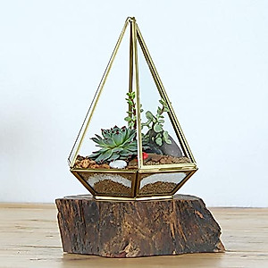 Shop Succulents | Unique Live Plants, Hand Selected Variety Pack of Mini Succulents | Collection of 12