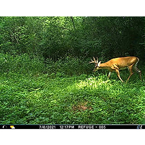 Cuddelink Cuddeback 3 L Series IR Cameras 3 Battery Power Banks 3 16GB SD Cards New