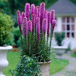 Gayfeather/Blazing Star Seeds - 1 Pound - Purple Flower Seeds, Heirloom Seed Attracts Bees, Attracts Butterflies, Attracts Hummingbirds, Attracts Pollinators, Container Garden