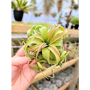Small Air Plants - 1 Streptophylla Hybrid - 2 to 4 Inch Air Plant - Color & Form Varies by Season - 30 Day Guarantee on Tillandsia from The Drunken Gnome (1, Small 2-4")
