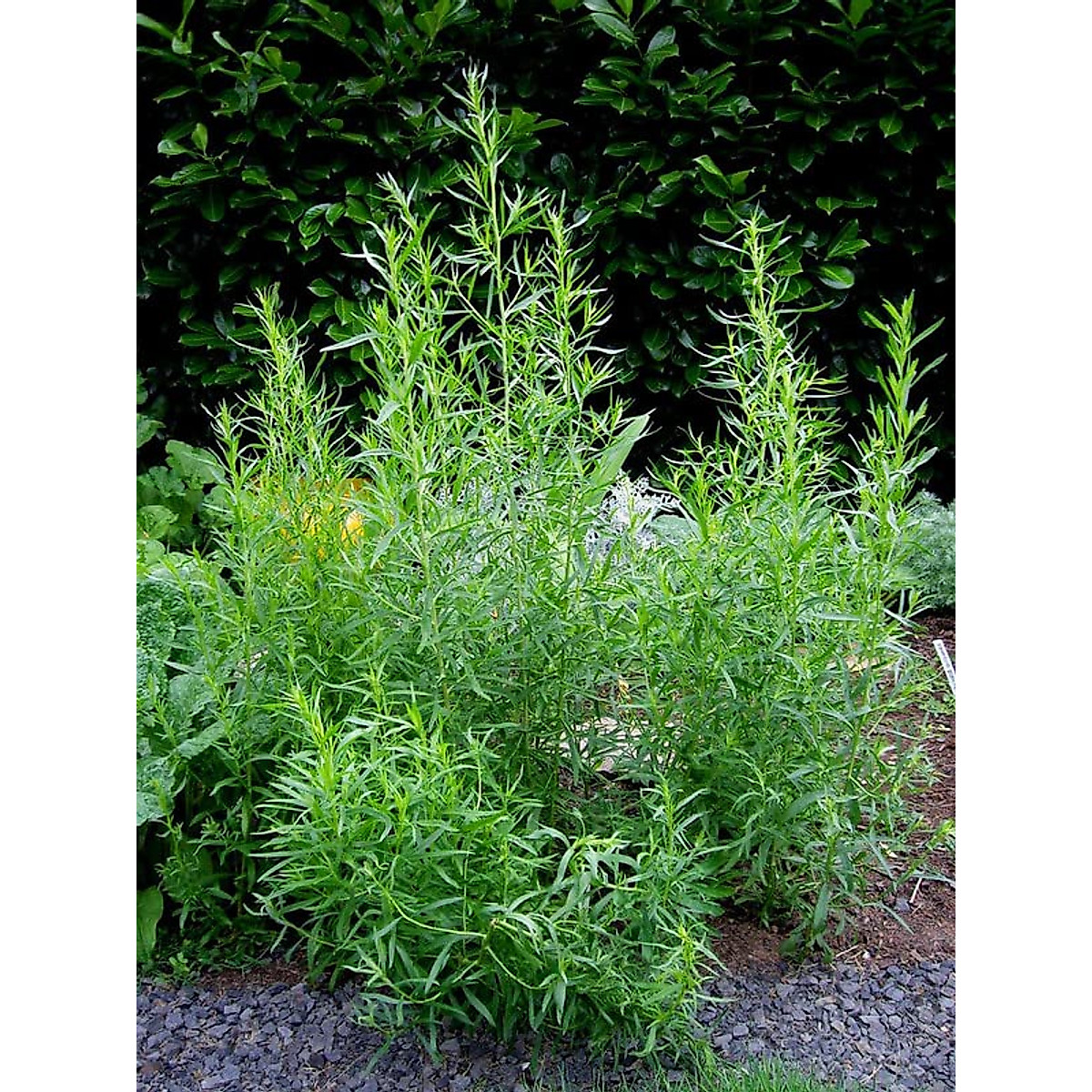 French Tarragon Plant Live, Tarragon Herbs in 3.5 Inc Pot Planting Ornaments Perennial Garden Simple to Grow Pots Gifts