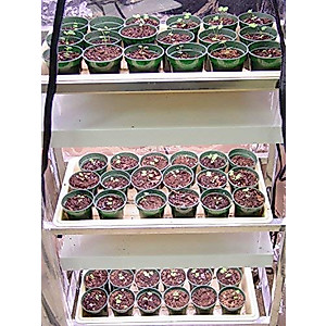 TickleMe Plant Classroom or Homeschool Science Fun Planting Party kit - for 30 Students - Grow The House Plant That Closes Its Leaves When You Tickle It. Includes Activity Book