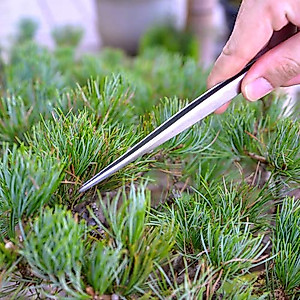 KAKURI Bonsai Tweezers Straight Serrated Tips with Spatula 8.8" Professional Bonsai Tool, Japanese Stainless Steel, Silver, Made in JAPAN