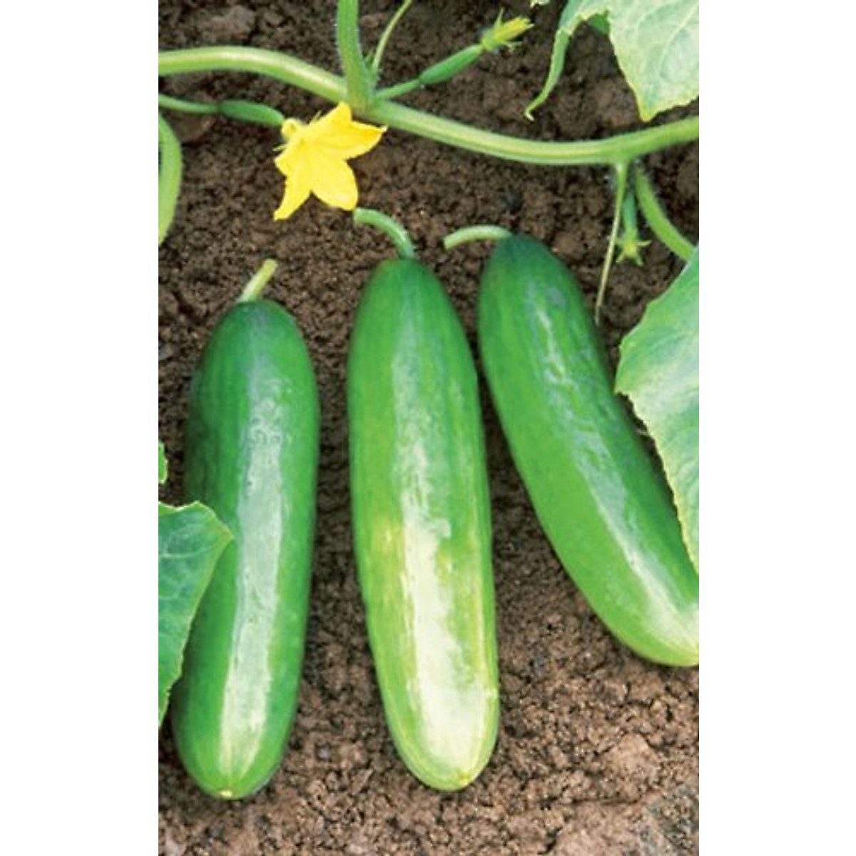 Ashley Slicing Cucumber Seeds for Planting, 50+ Heirloom Seeds Per Packet, (Isla's Garden Seeds), Non GMO Seeds, Botanical Name: Cucumis sativus, Great Home Garden Gift