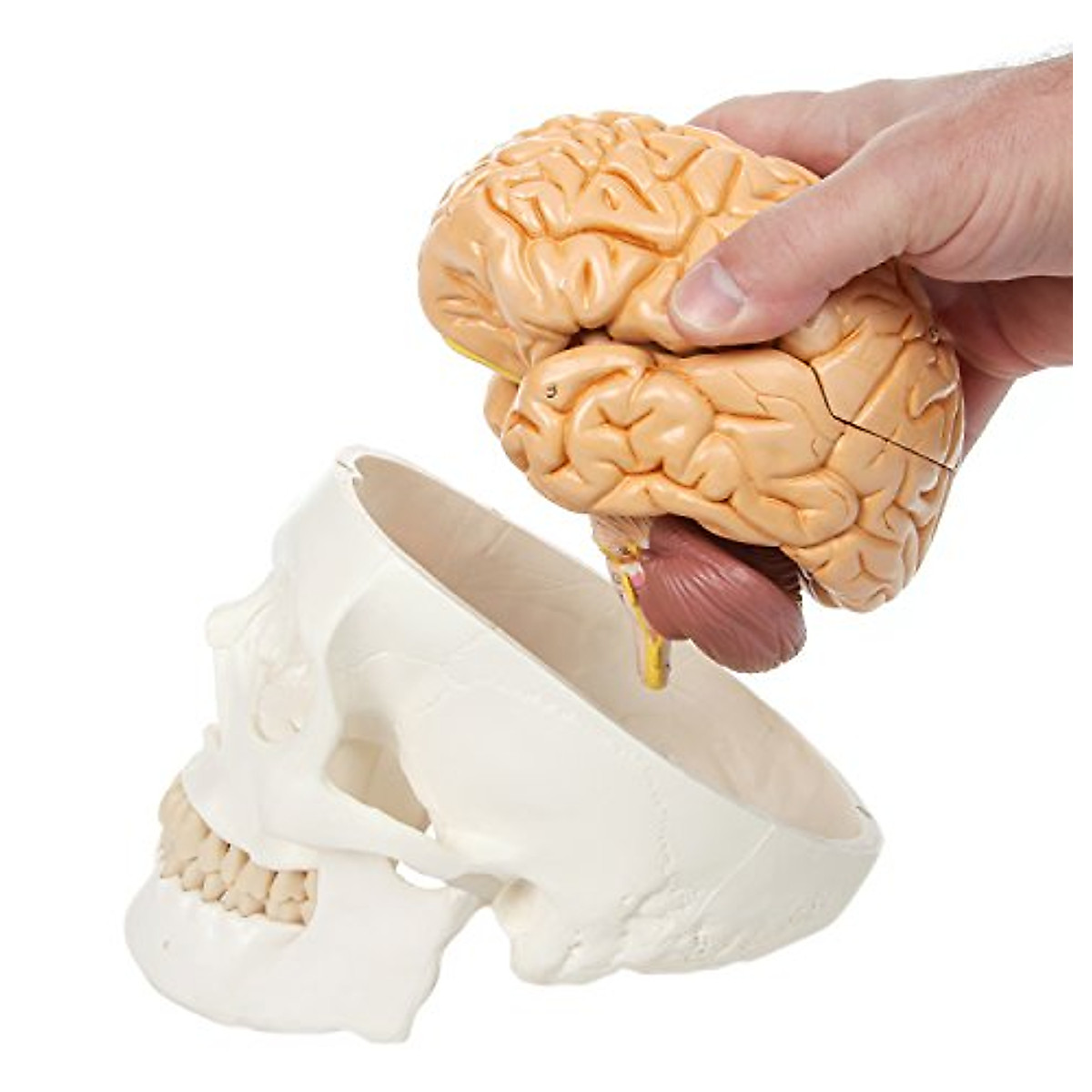 3-Part Human Skull Model, Removable 8-Part Brain, Anatomically Correct Brain Model for Neuroscience, Life Size Plastic Skull Mold from Real Skull, Detailed Product Manual, Made by Axis Scientific
