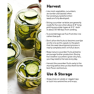 Burpee Sweet Success Slicing Cucumber Seeds 20 seeds