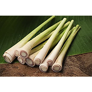 Gaea's Blessing Seeds - Lemongrass Seeds - Non-GMO Seeds with Easy to Follow Planting Instructions - Untreated and Open Pollinated Lemon Grass - 83% Germination Rate