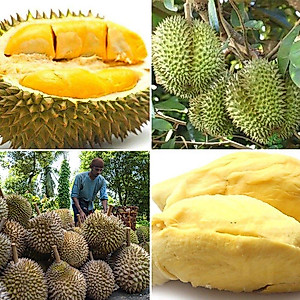 Portal Cool Color 13: 50Pcs Rare Rose Seeds Potted Bonsai Perennial Flower Seeds Home Garden Ehe8