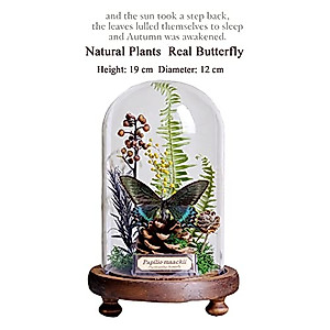 CXUEMH Miniature Landscape Natural Plants and Real Butterfly Specimen with Glass Cover Biology Science Children Education Home & Office Desktop Decor for Friends