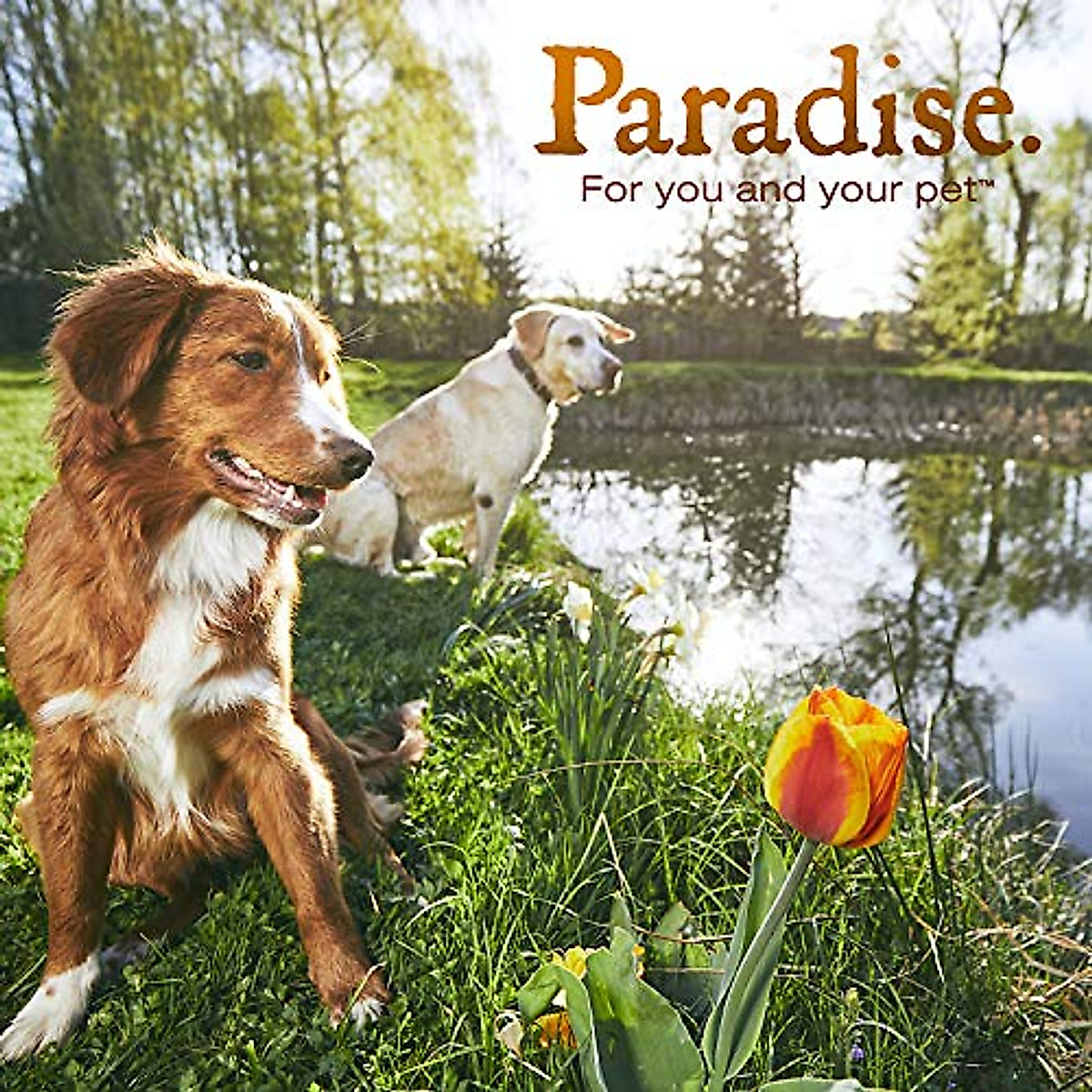 Best Shot Scentament Spa Botanical Body Splash, Detangler Spray, Body Spray for Pets, Cat and Dog Cologne Spray, Lemon Vanilla, 8 Oz.