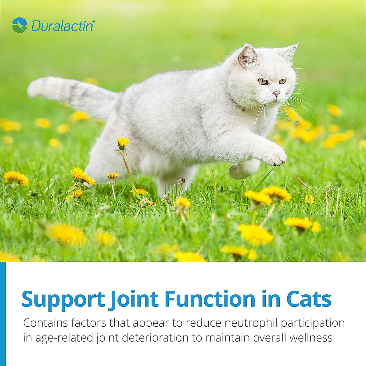 PRN Pharmacal Duralactin Feline Fatty Acid Soft Chews - Joint Health Supplement for Cats & Kittens to Help Manage Soreness - Omega-3 Fatty Acid Supplement - Chicken Liver Flavor - 60 Chews