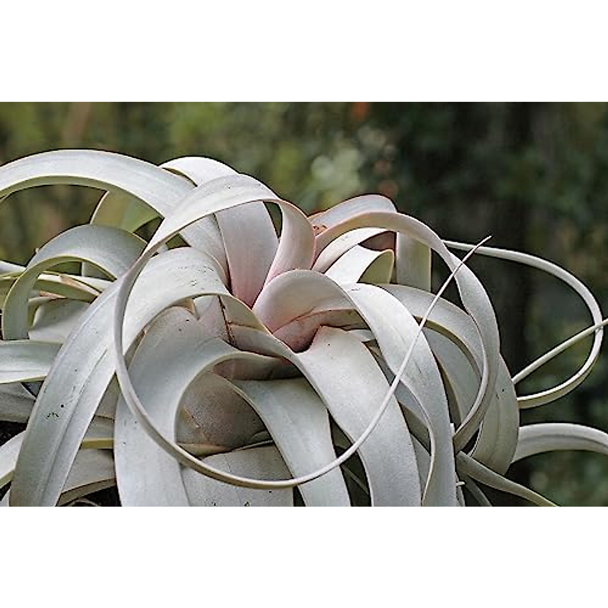 Tillandsia Xerographica Air Plant, Tillandsia Air Plants Live Large Indoor Plants Live Houseplants, Exotic Plants for Succulent Terrarium, Fairy Garden Decor, Succulents Live Plants by Plants for Pets