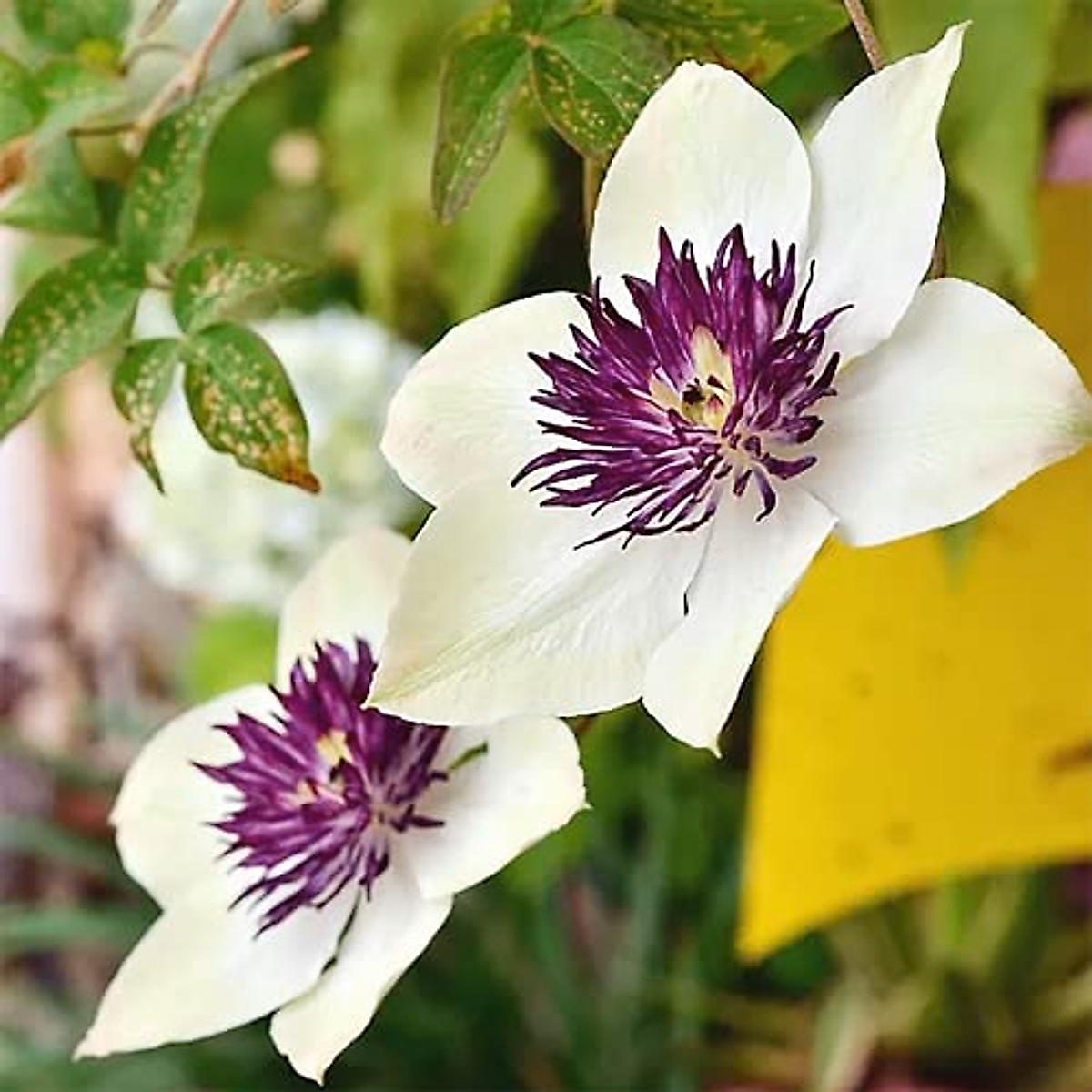 YEGAOL Garden 50Pcs White Purple Clematis Seeds Climbers Perennial Flower Seeds GMO Free Attract Butterflies & Hummingbirds Garden Courtyard Cottage Potted